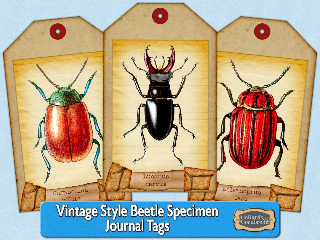 Aged & Grunged Beetle Specimen Tags Printable Digital Download Ephemera ...