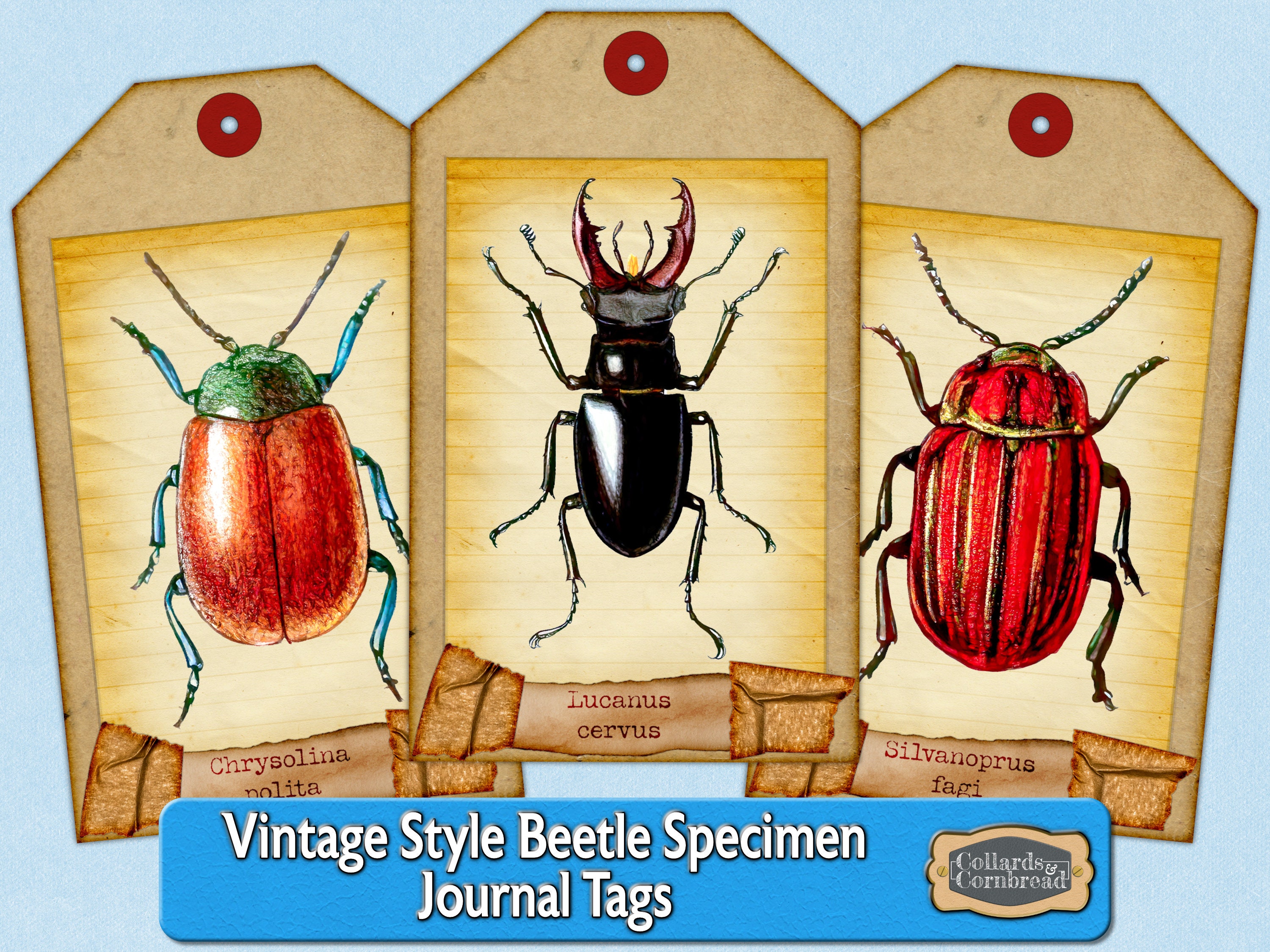 Aged & Grunged Beetle Specimen Tags Printable Digital Download Ephemera ...