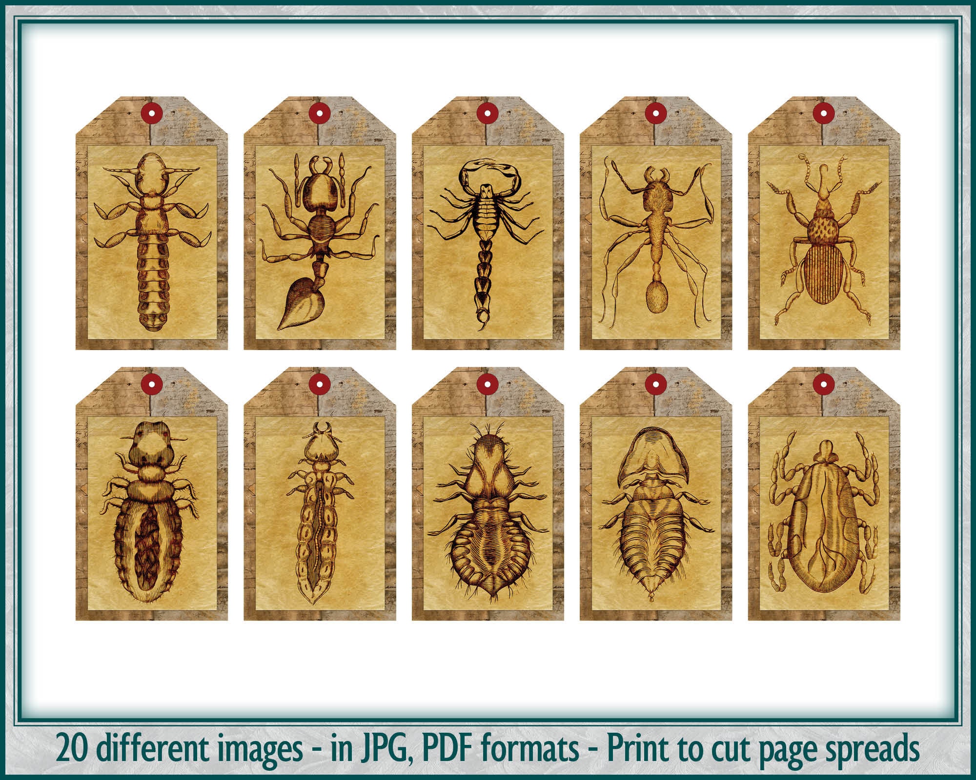 Aged & Grunged Insect Specimen Tags Printable Digital Download Ephemera ...