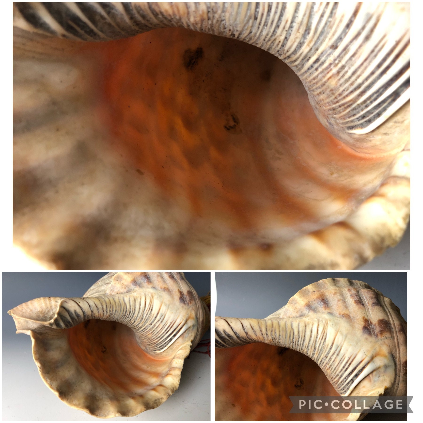 Japanese Old Horagai Conch Shell Trumpet Buddhist Monk or | Etsy