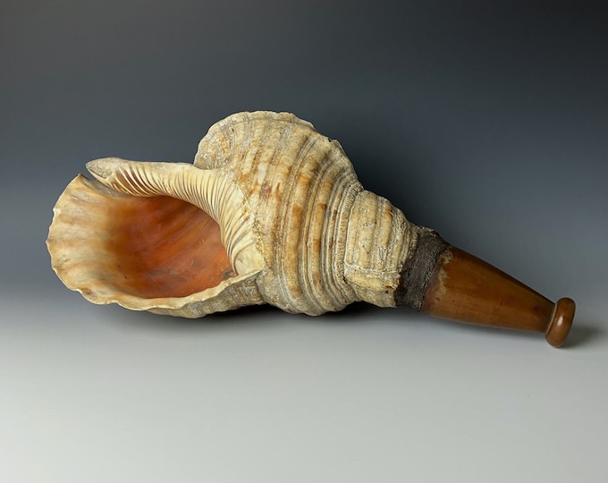Antique Japanese Horagai Shell Trumpet | Authentic Samurai Conch Horn ...