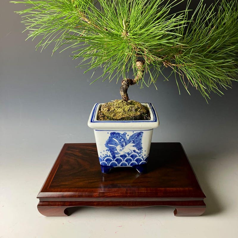 Bonsai Display Stand - Etsy