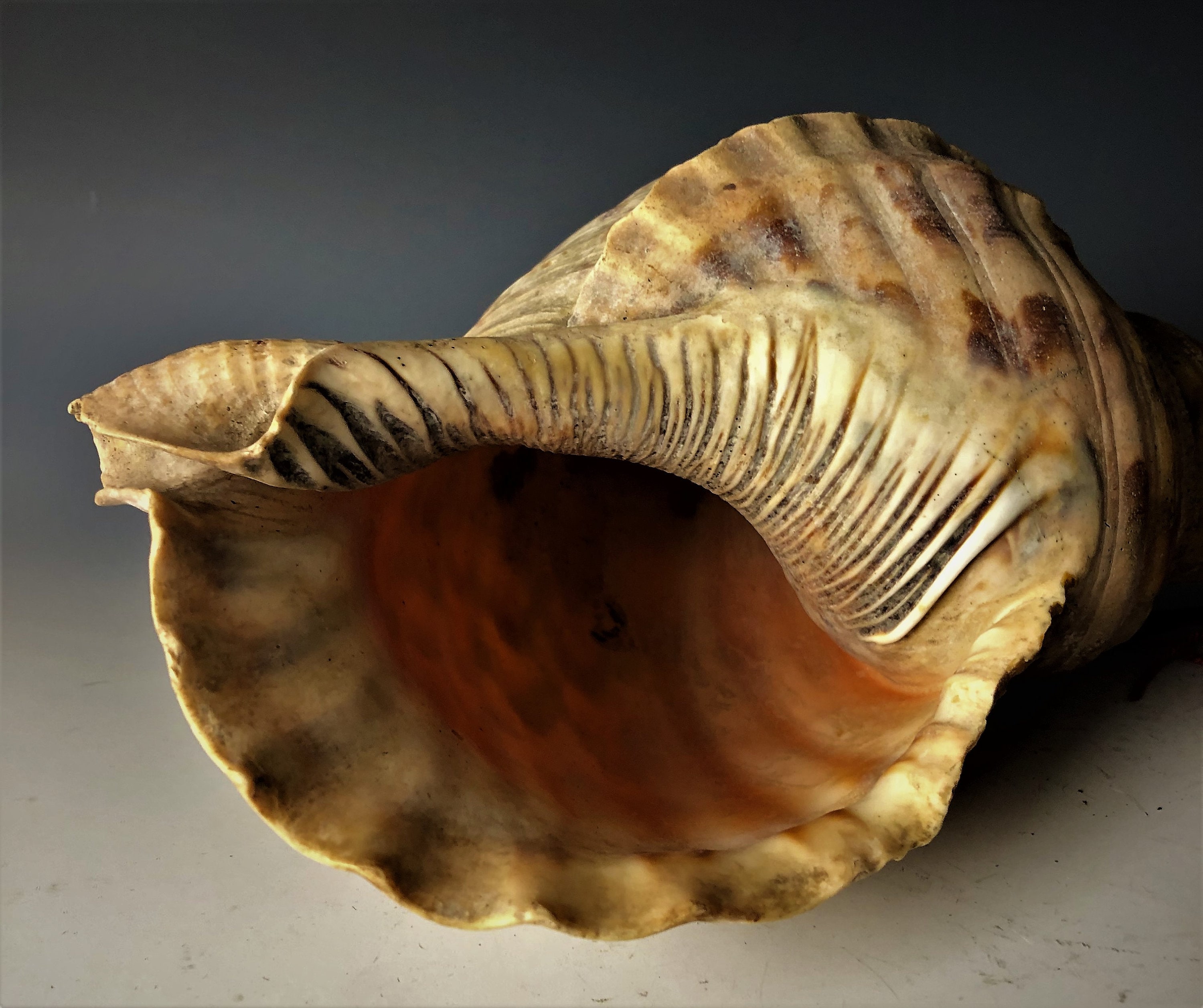 Japanese Old Horagai Conch Shell Trumpet Buddhist Monk or | Etsy