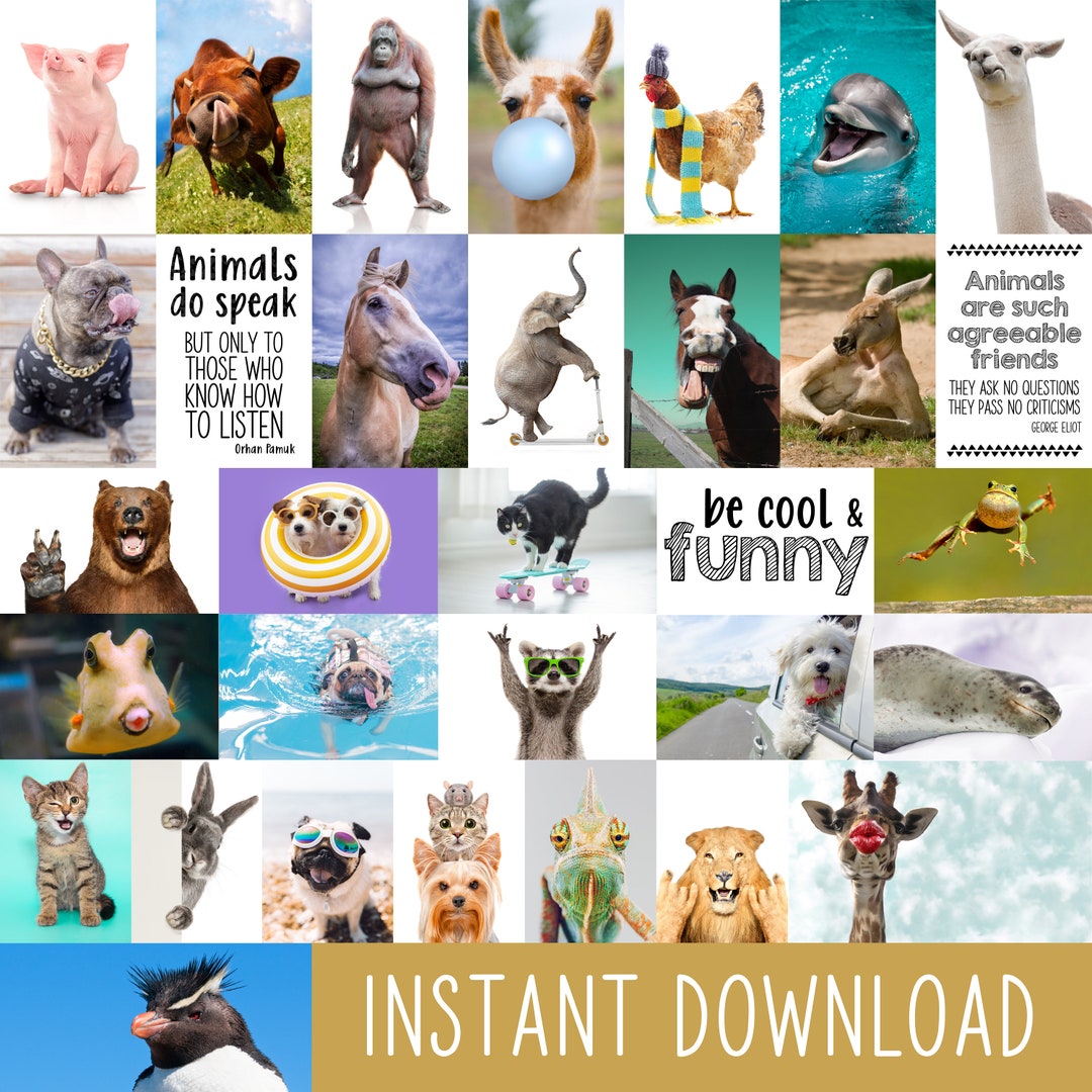 Digital Download Funny Animals Wall Posters Kid's Bedroom - Etsy