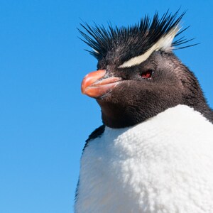 Digital Download Funny Animals Wall Posters Kid's Bedroom - Etsy