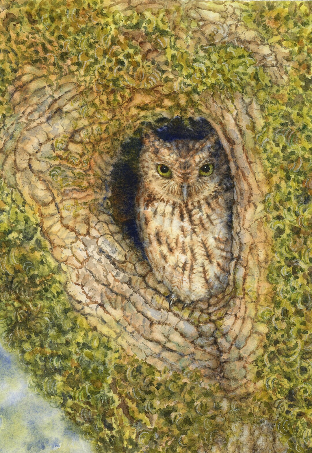 Western Screech Owl Watercolor Illustration From "secrets of the Oak ...