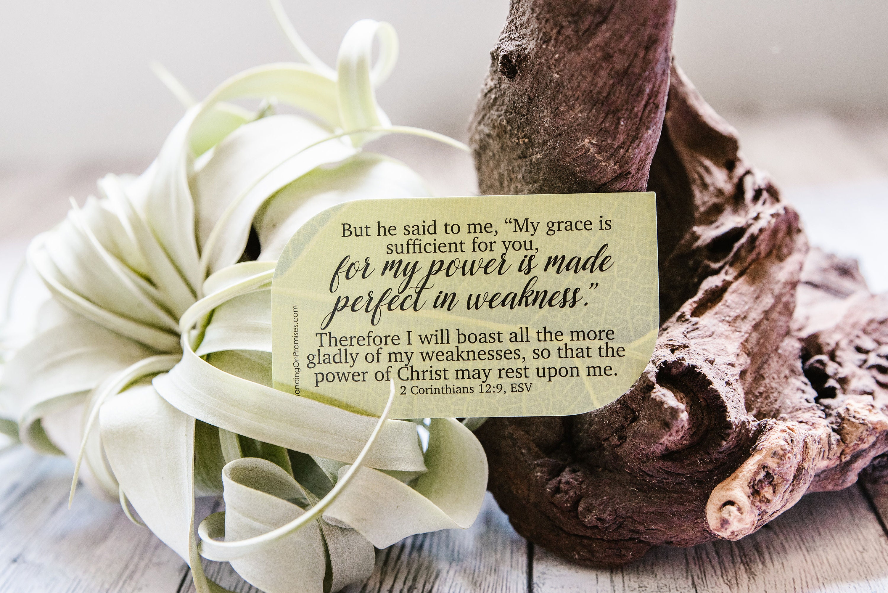 Scripture Leaves Complete Collection - Etsy