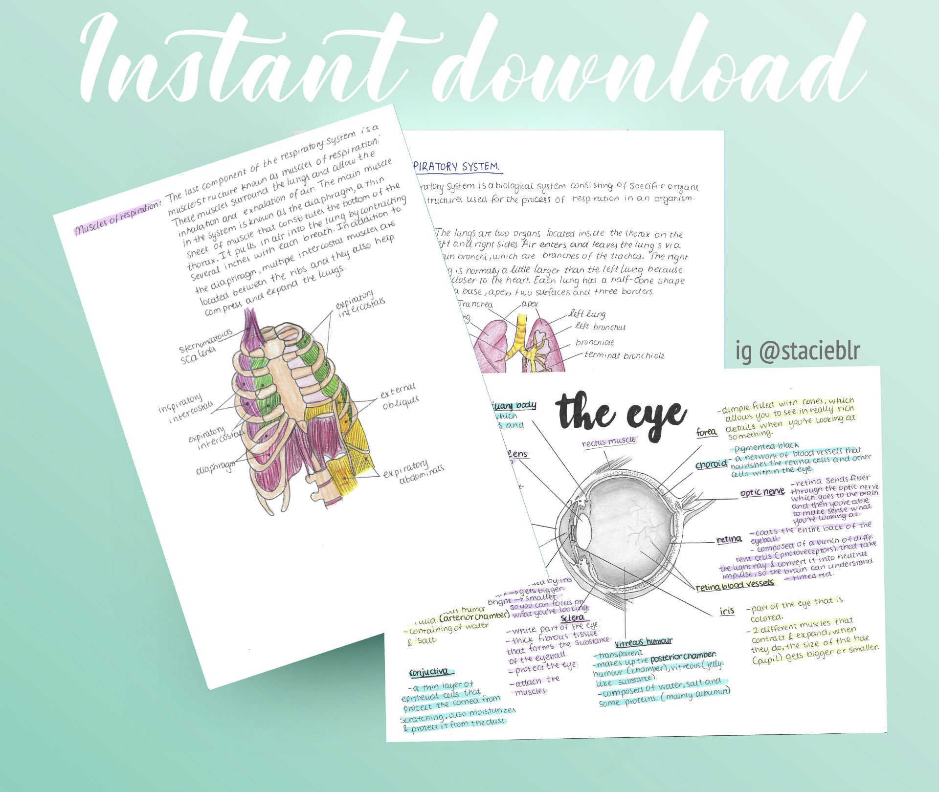 Note Set: Anatomy Pre-med, Med School, Dental School - Etsy