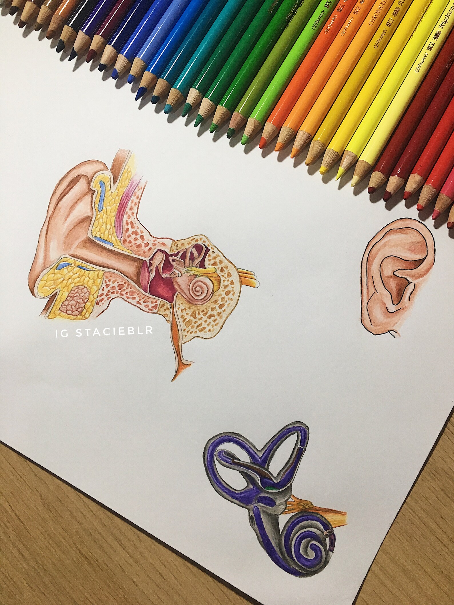 Ear and Eye Anatomy Diagram Med School, Pre-med, Nursing School, Dental ...