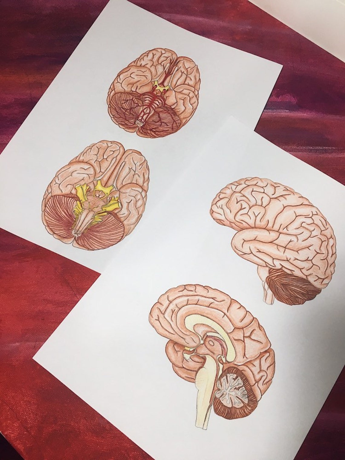 BUNDLE : Diagrams of the Brain and the Skull Med School - Etsy Canada