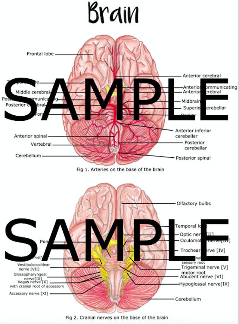 BUNDLE : Diagrams of the Brain and the Skull Med School, Pre-med ...