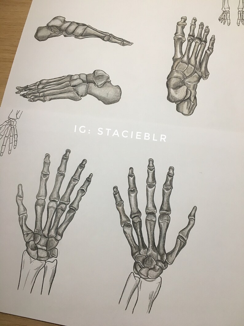 BUNDLE : Main Bones of the Human Skeleton Med School, Pre-med, Nursing ...