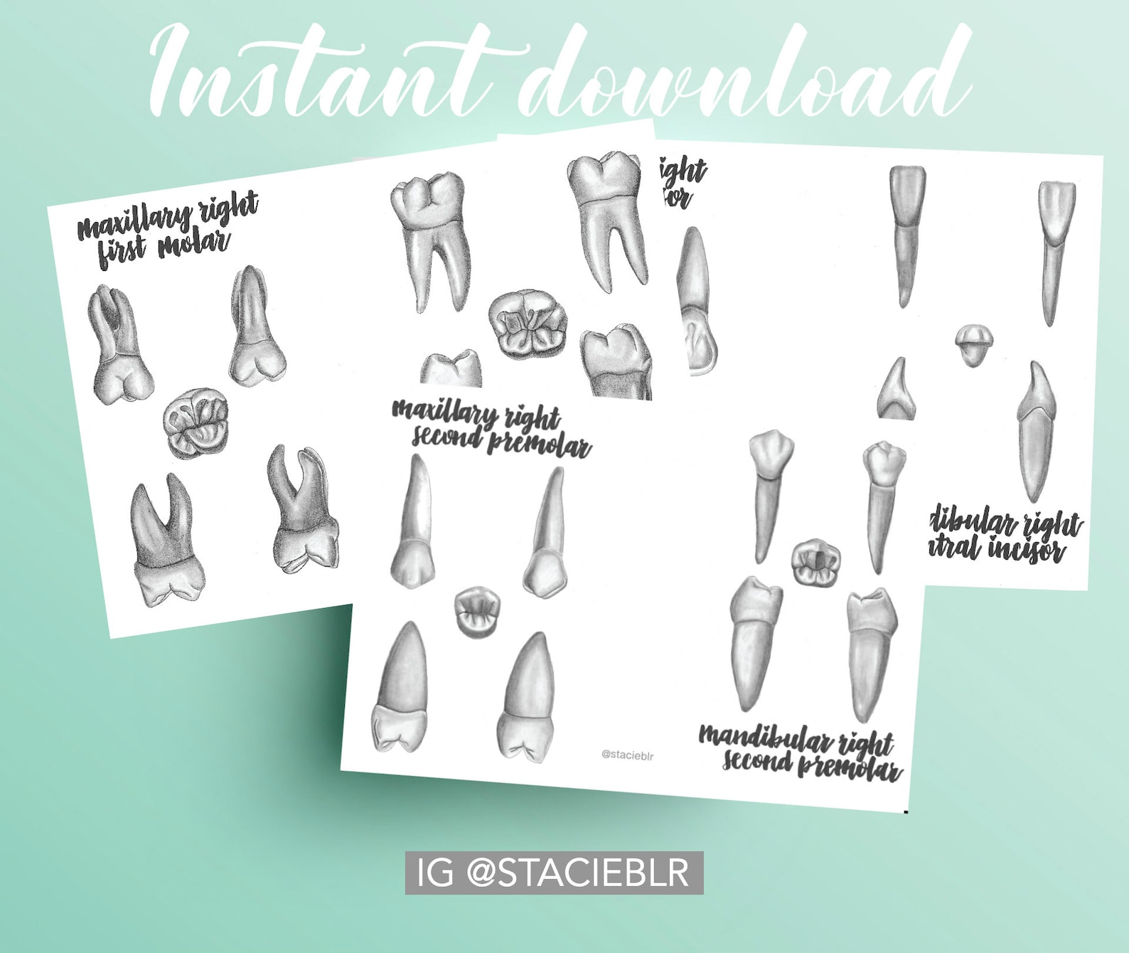 Tooth Morphology Bundle Dental School , Pre-dental D1 - Etsy