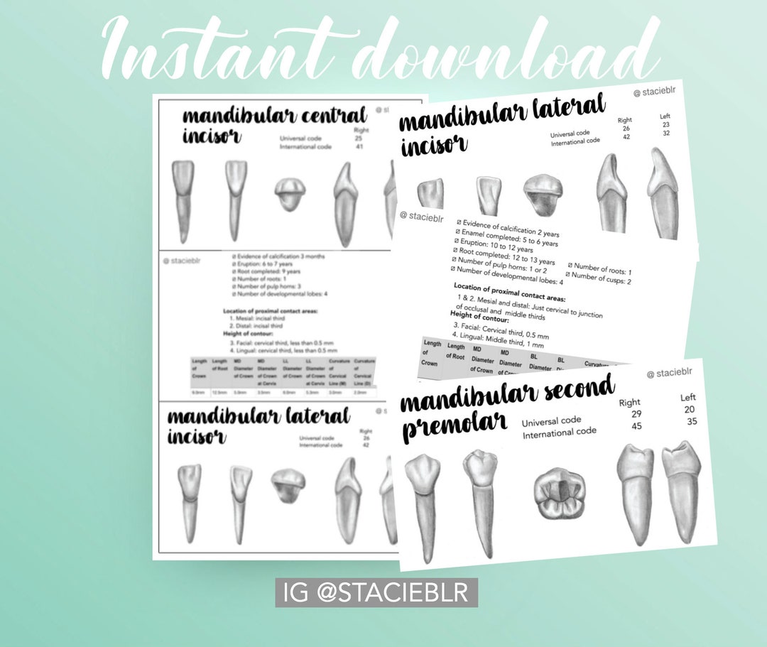 Tooth Morphology and Anatomy FLASHCARDS Medical, Dental and Nursing ...