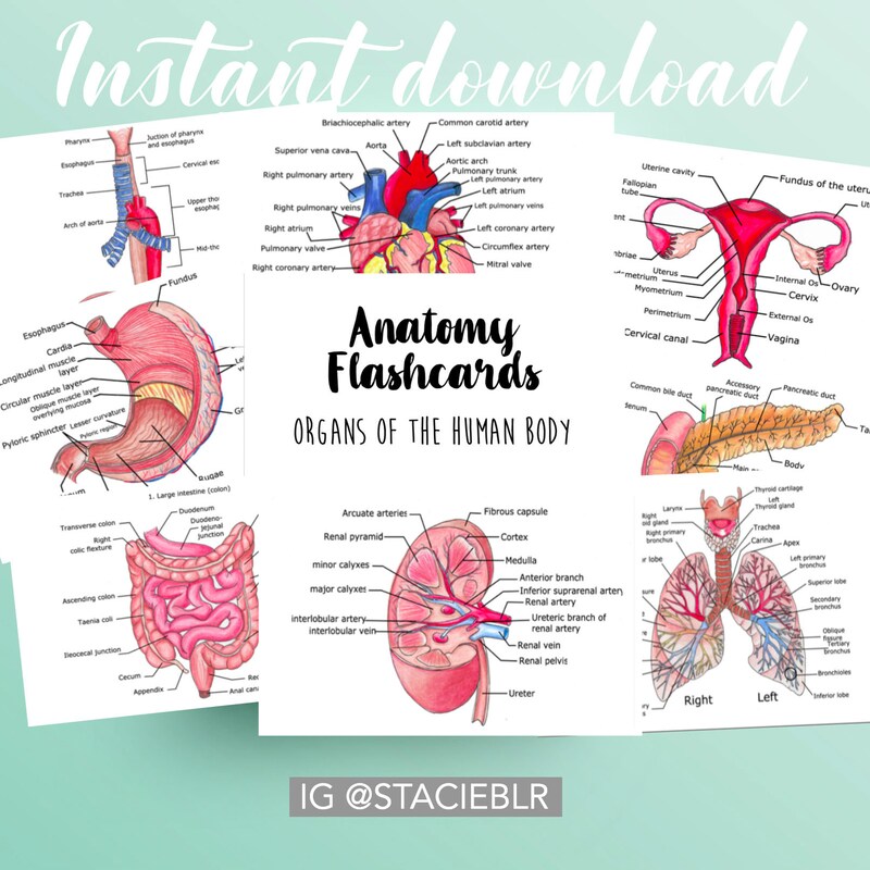 Anatomy Flashcards - Etsy