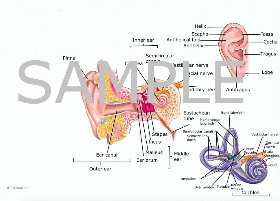 Ear and Eye Anatomy Diagram Med School, Pre-med, Nursing School, Dental ...