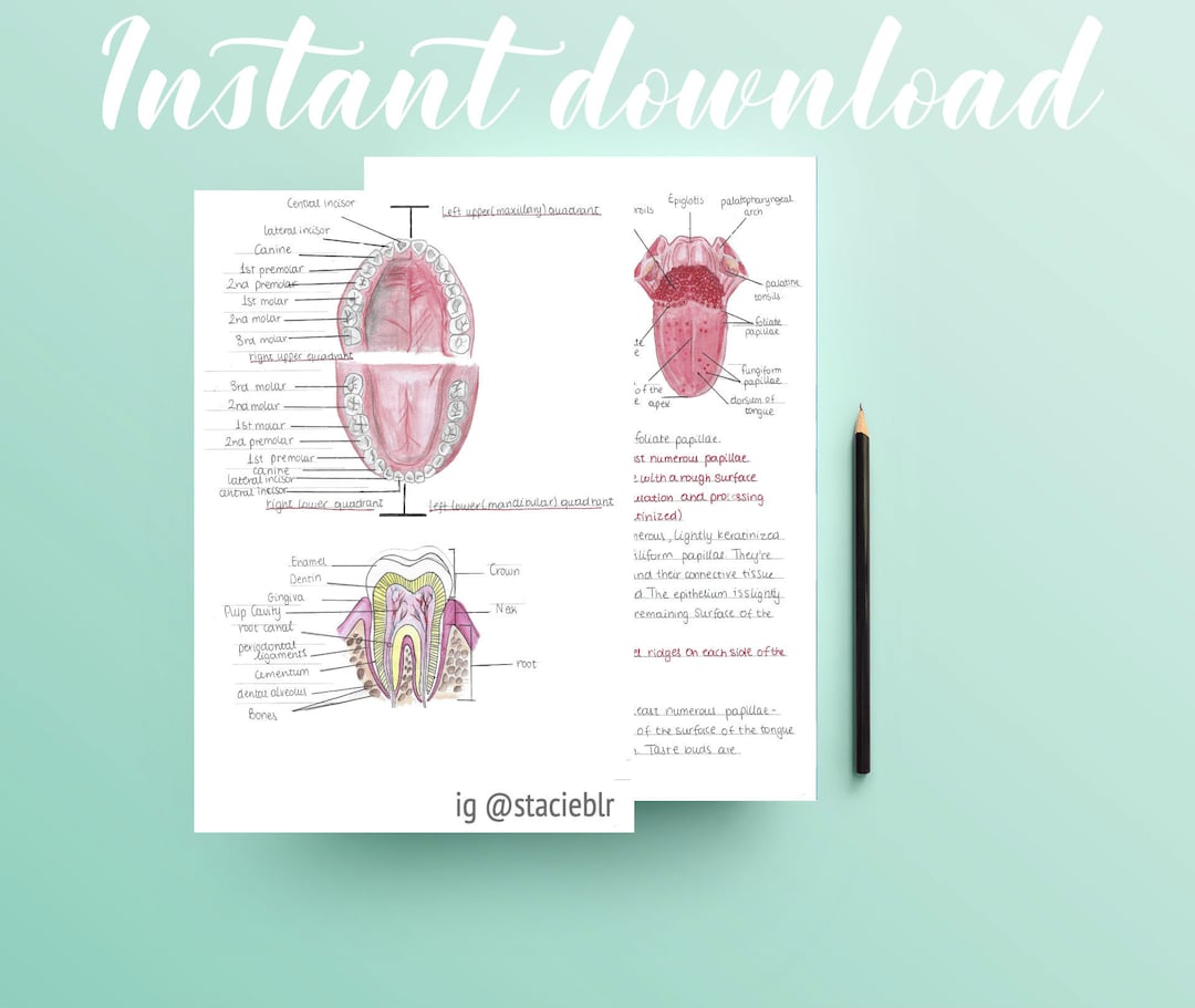 Note Set: Anatomy Pre-med, Med School, Dental School - Etsy