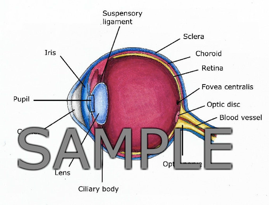 Ear and Eye Anatomy Diagram Med School, Pre-med, Nursing School, Dental ...