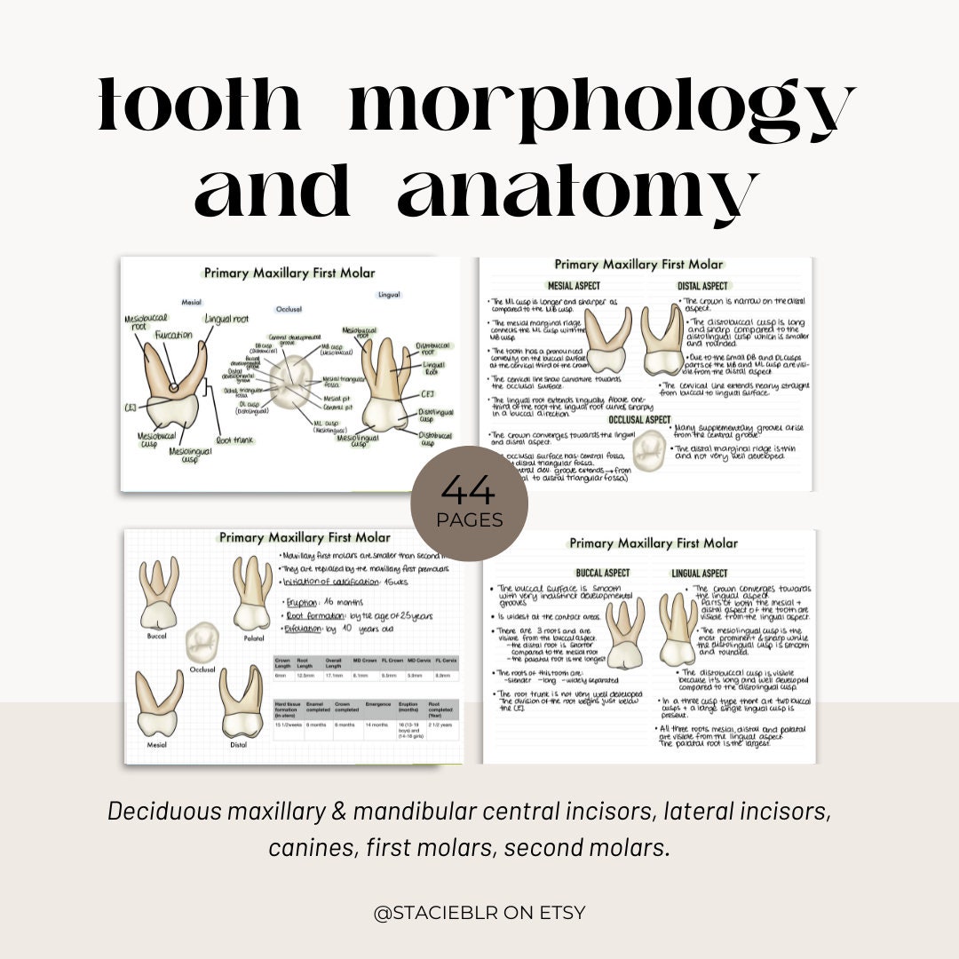 Primary Tooth Morphology Bundle Dental School , Pre-dental D1 - Etsy