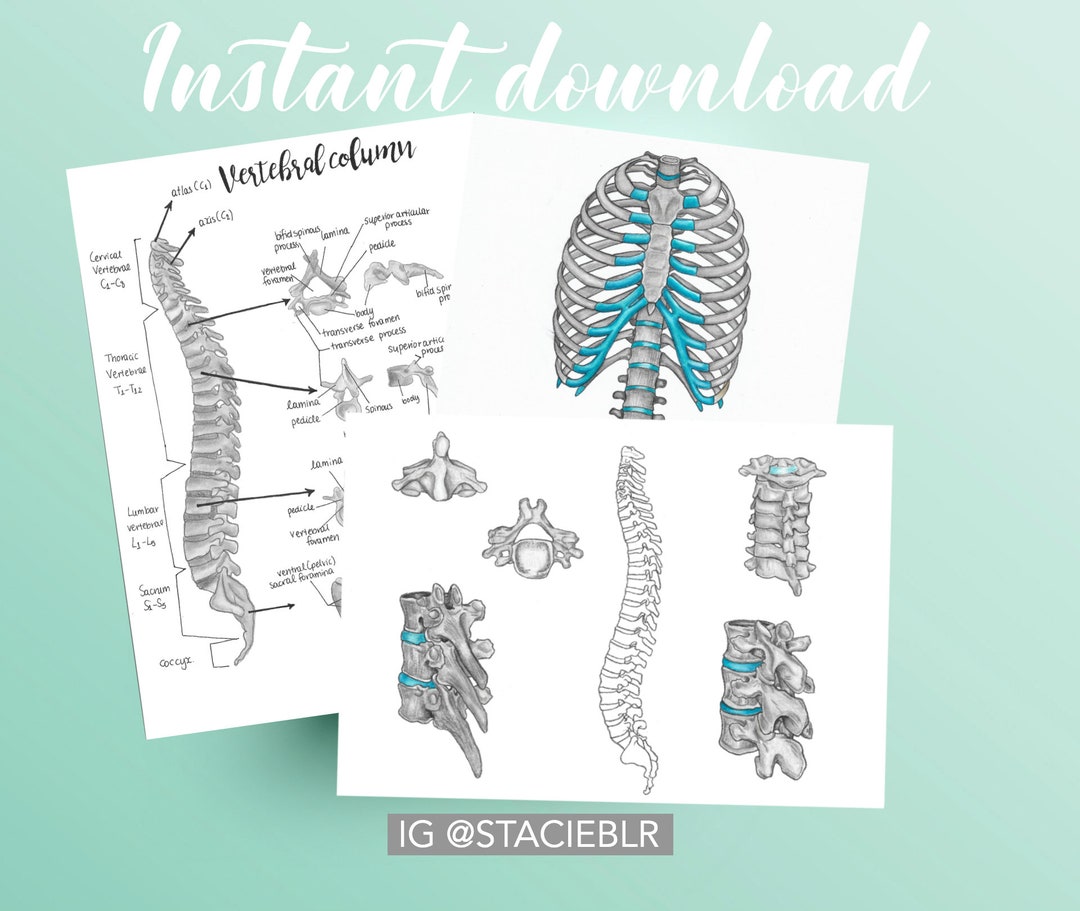 BUNDLE : Main Bones of the Human Skeleton Med School, Pre-med, Nursing ...