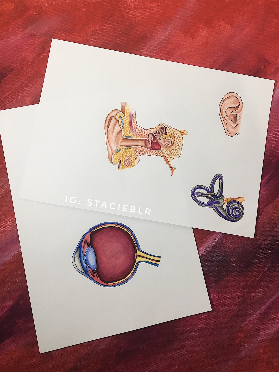 Ear and Eye Anatomy Diagram Med School, Pre-med, Nursing School, Dental ...