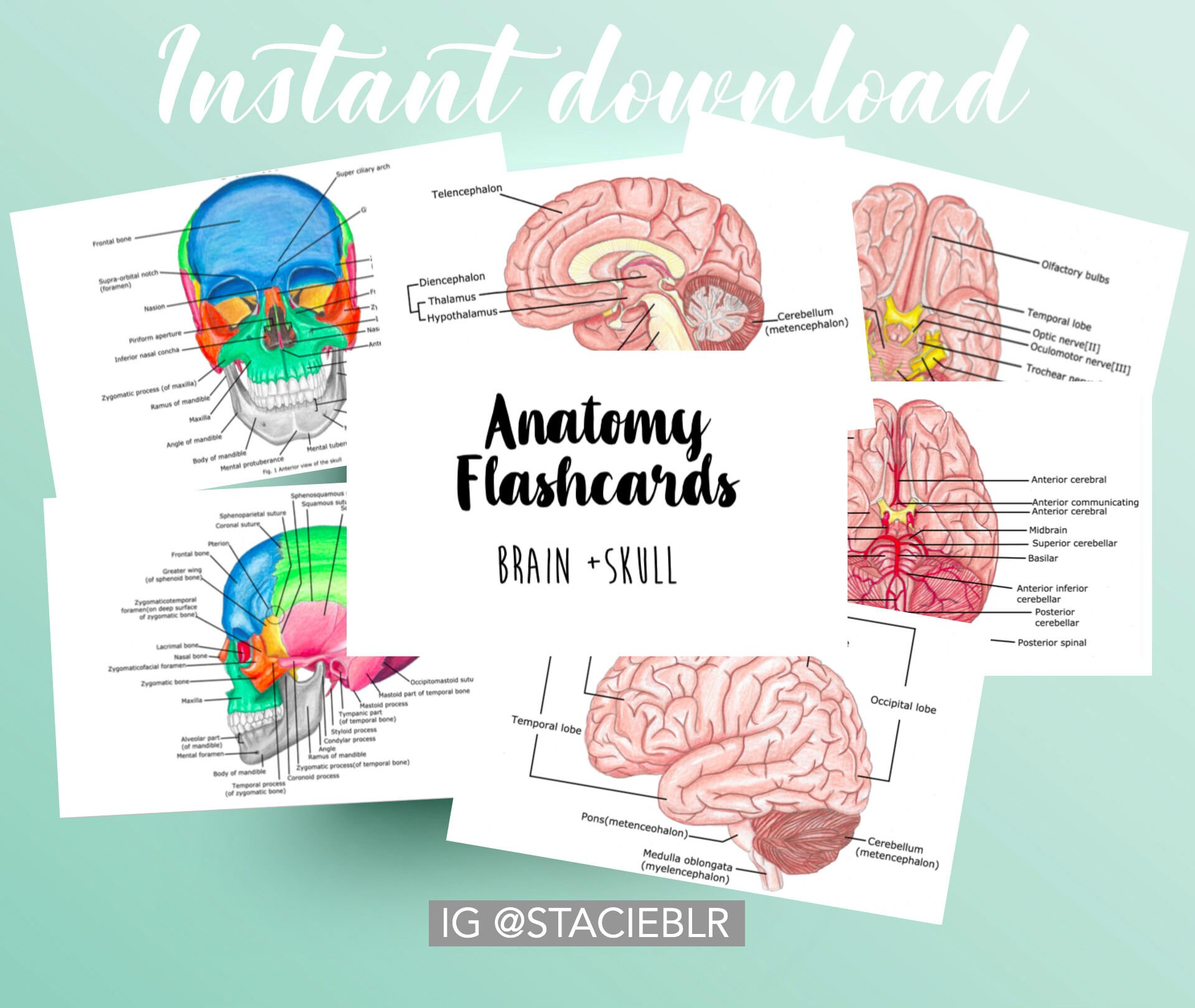 Human Organs & Brain and Skull Anatomy FLASHCARDS Medical - Etsy