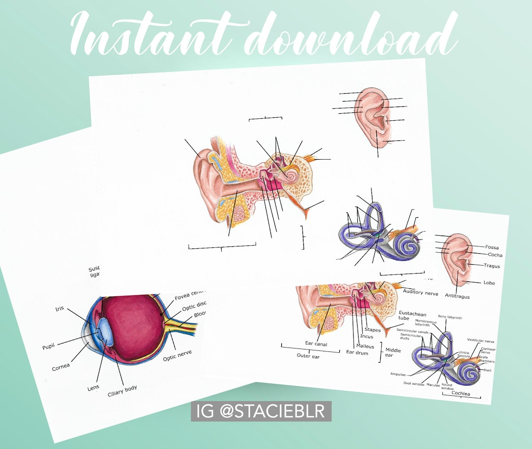Ear and Eye Anatomy Diagram Med School, Pre-med, Nursing School, Dental ...