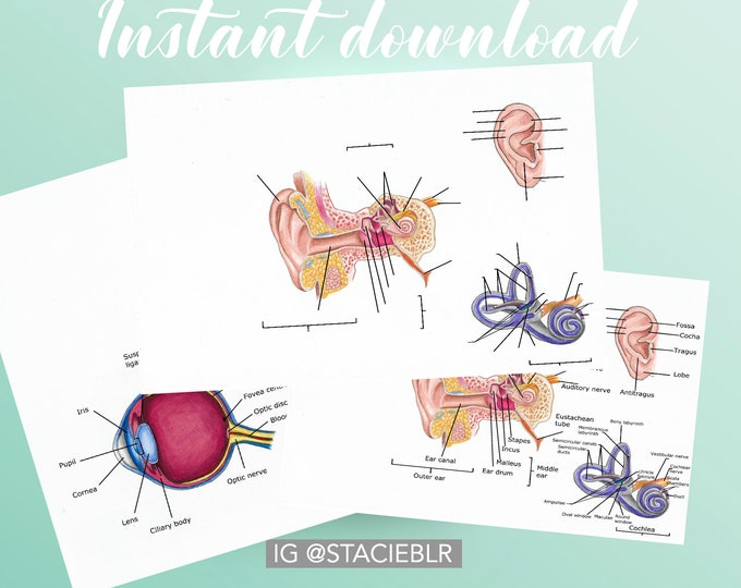 Ear and Eye Anatomy Diagram Med School, Pre-med, Nursing School, Dental ...