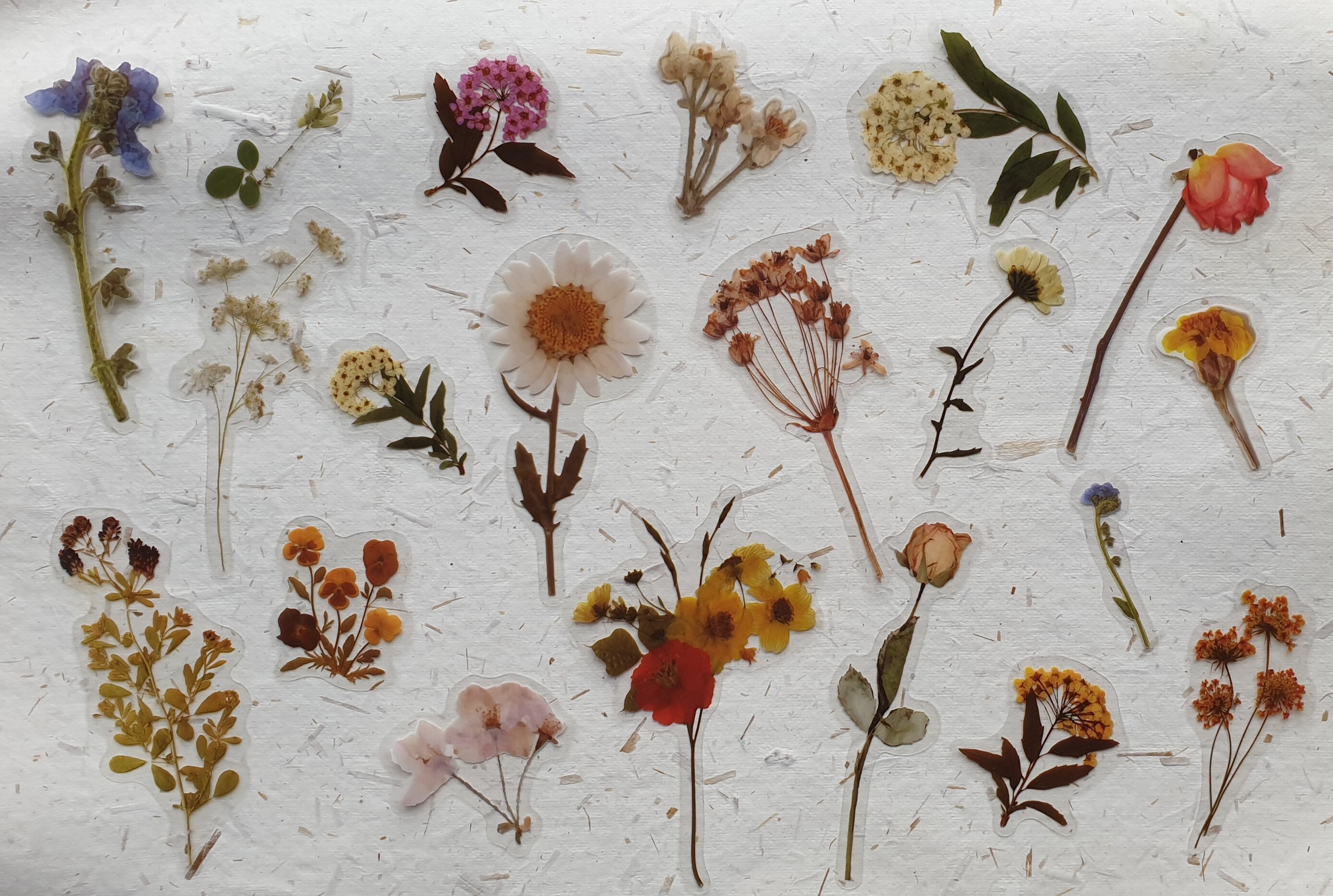 Floral Sticker Pack/faux Dried Pressed Flower - Etsy Australia
