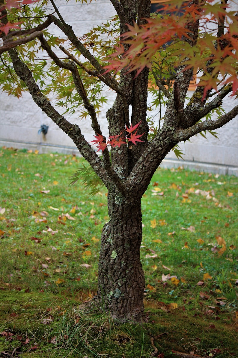 Acer Palmatum 'arakawa' Aka Rough Bark Japanese Maple | Etsy Australia