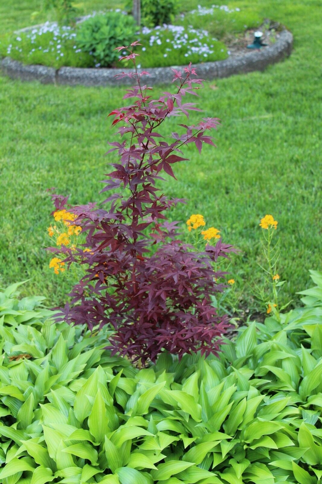 Red Japanese Maple Tree Seeds - 50 Seeds (collected Oct 2025) - Etsy