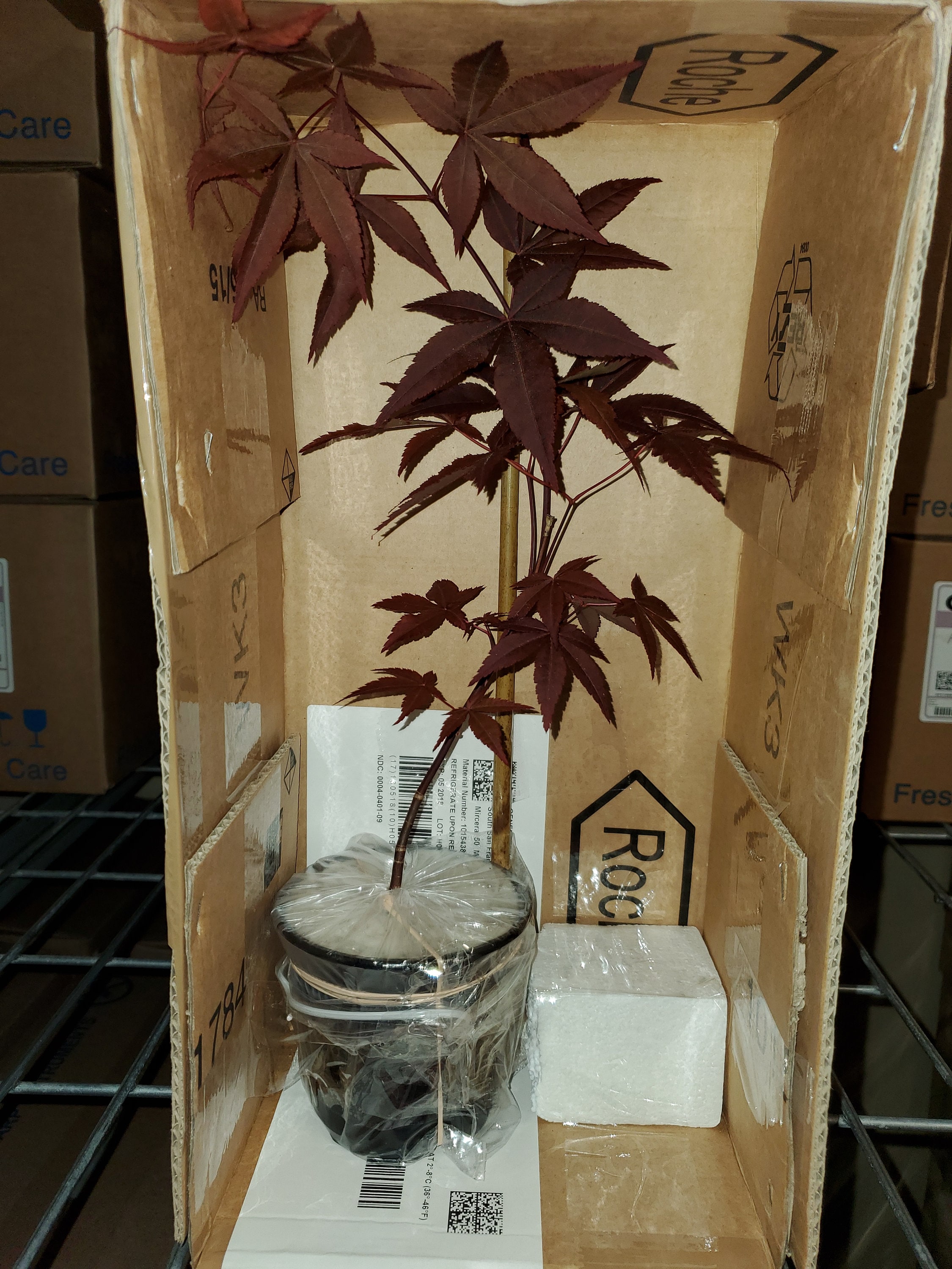 Red Leaf Maple Seedling - Acer Palmatum Var. Atropurpureum - Etsy