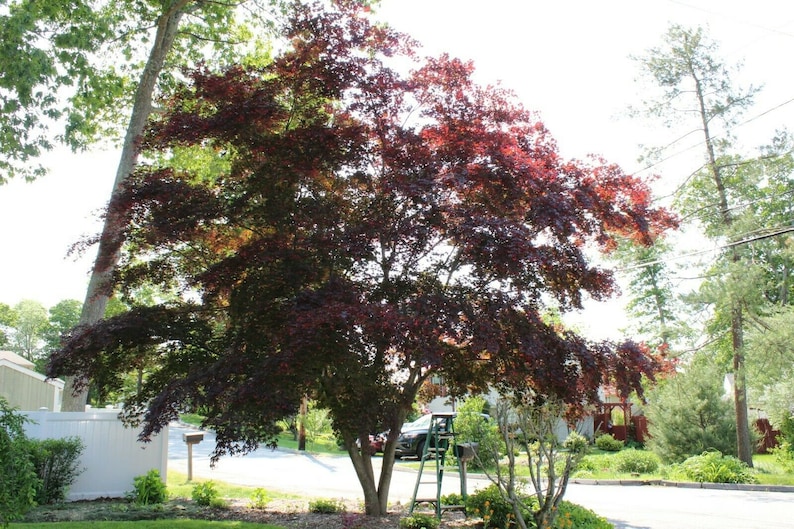 Red Japanese Maple Tree Seeds - 50 Seeds (collected Oct 2025) - Etsy