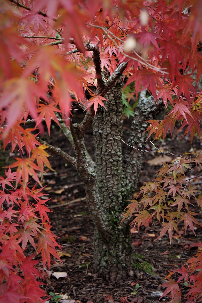 Acer Palmatum 'arakawa' Aka Rough Bark Japanese Maple | Etsy Australia