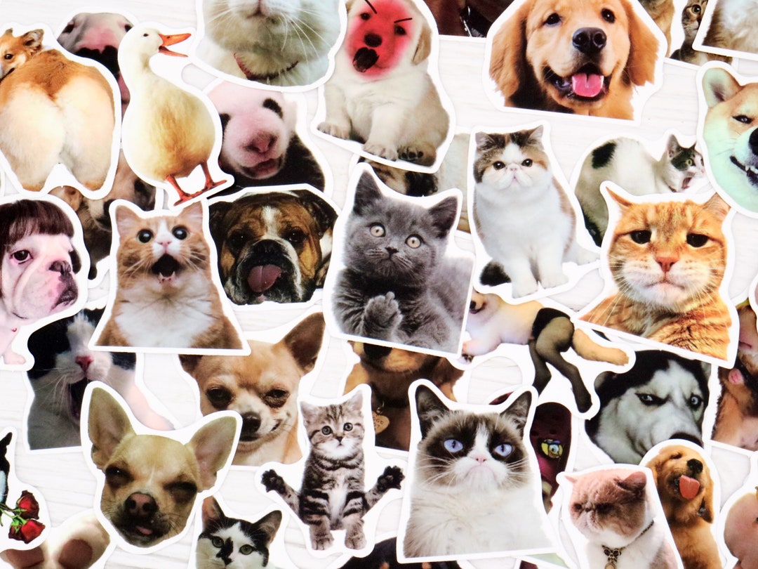 50 Pcs/lots Dog Pet STICKER | Dogs Stickers | Cat Pet Sticker | Cats ...