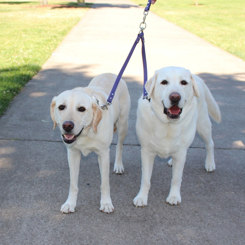 Leash Splitter No Tangle - Etsy