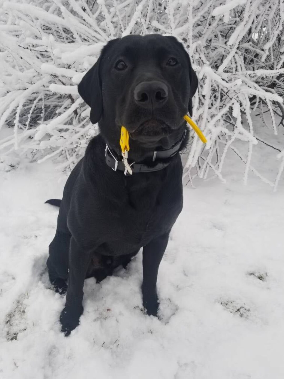 Biothane® Alert Bringsel Made With 1/2" or 3/4" Wide Super Heavy ...