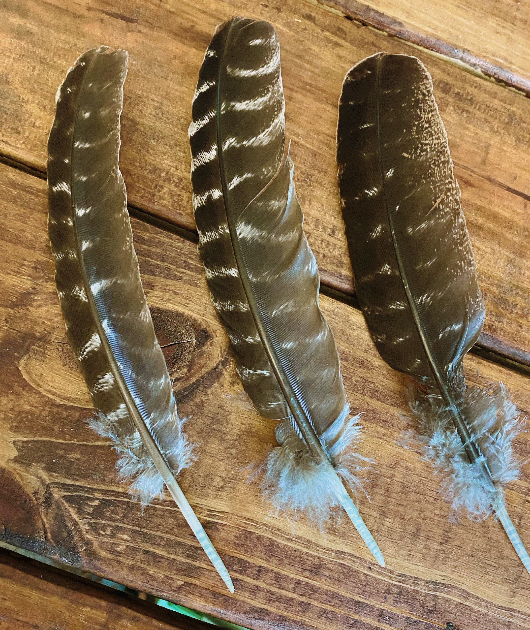 Sell Turkey Feathers