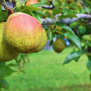 Pear Butter - Etsy