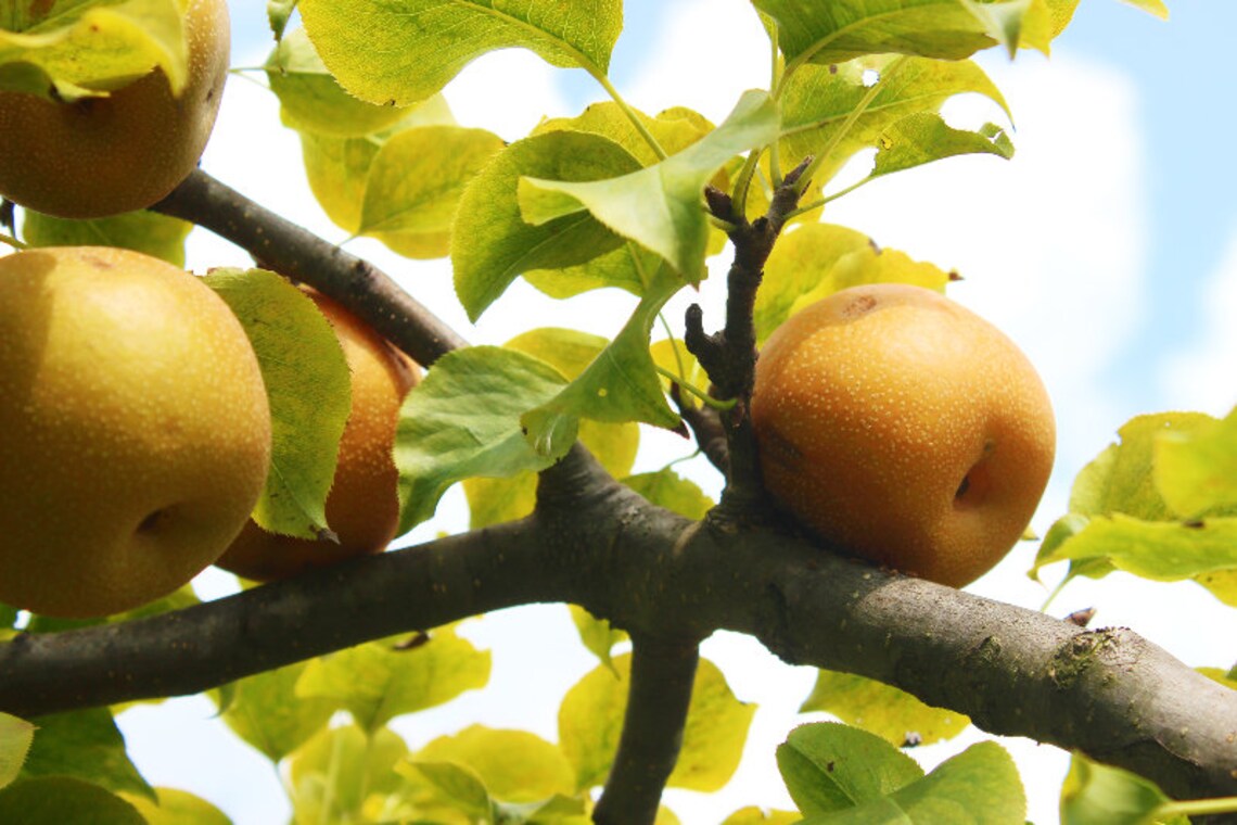 Pear Butter - Etsy