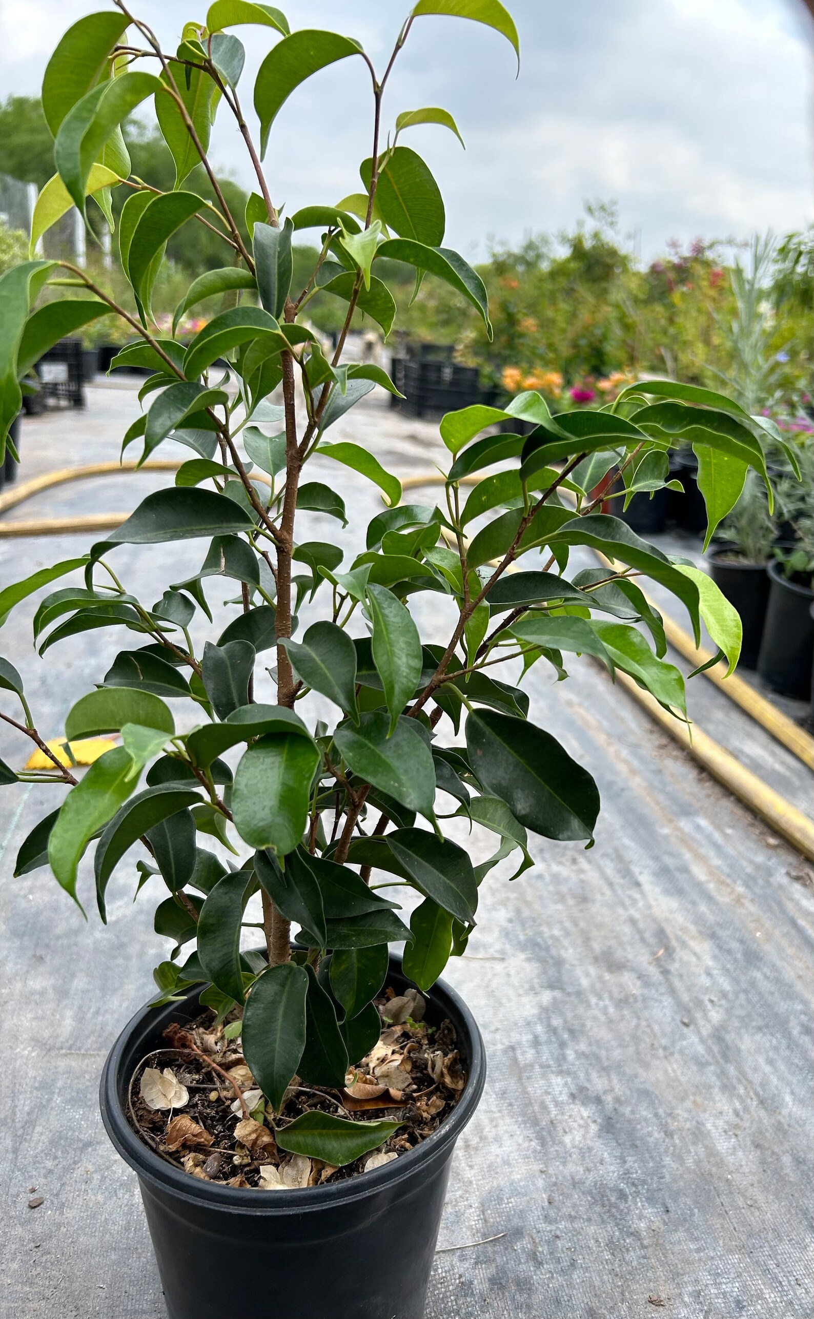 Ficus Benjamina & Midnight Weeping Ficus - Etsy