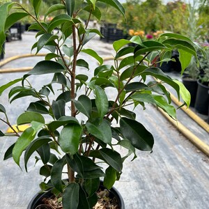 Ficus Benjamina & Midnight Weeping Ficus - Etsy