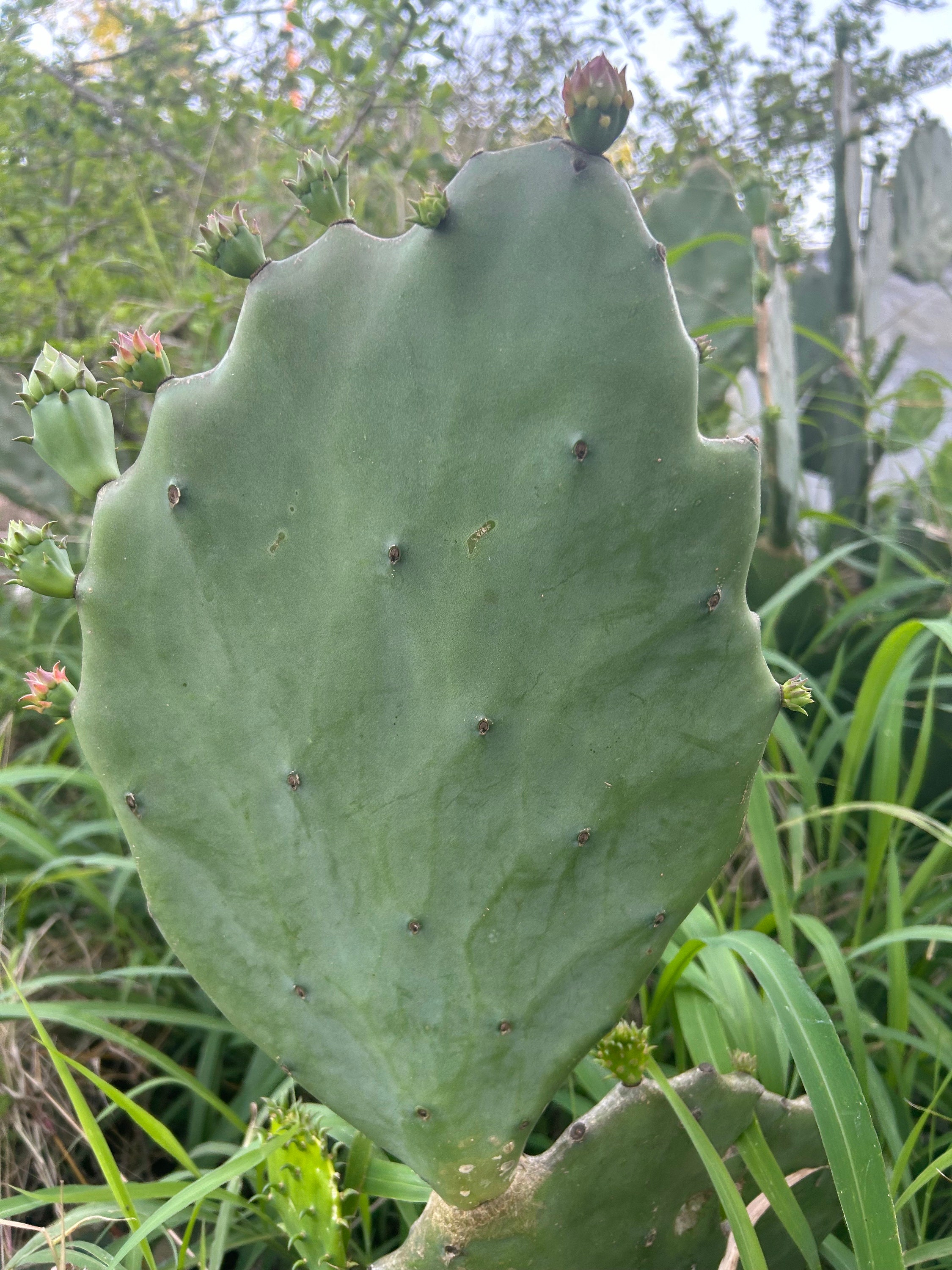 Spineless Prickly Pear Cactus Pad - Etsy