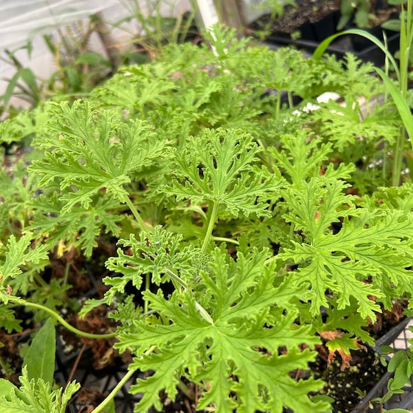 Mosquito Plant - Etsy