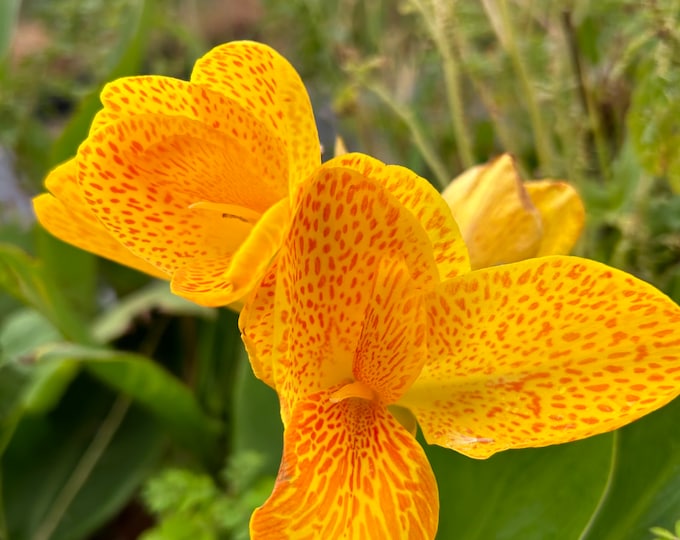 Canna Lily - Dwarf Lucifer - Etsy