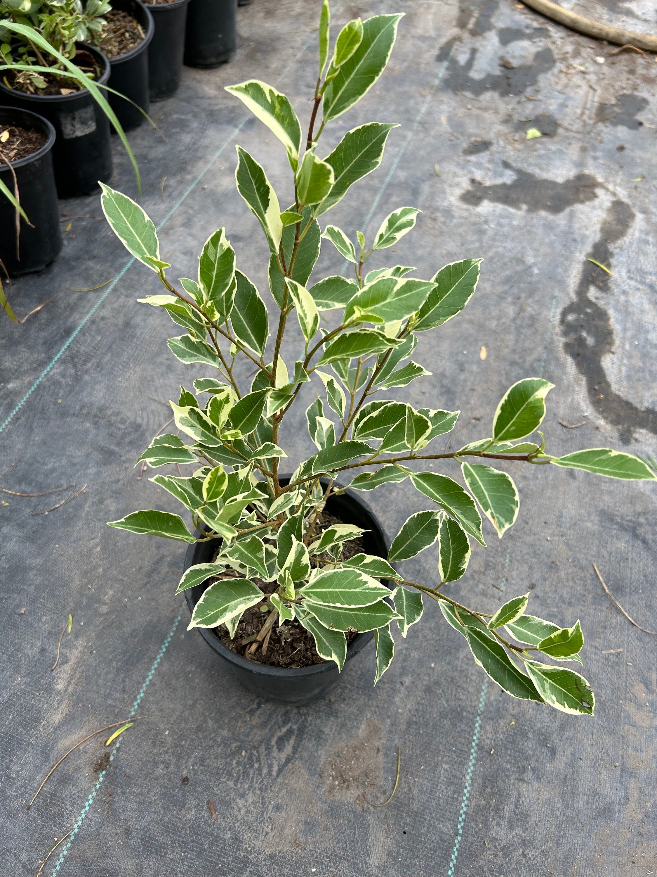 Ficus Benjamina & Midnight Weeping Ficus - Etsy