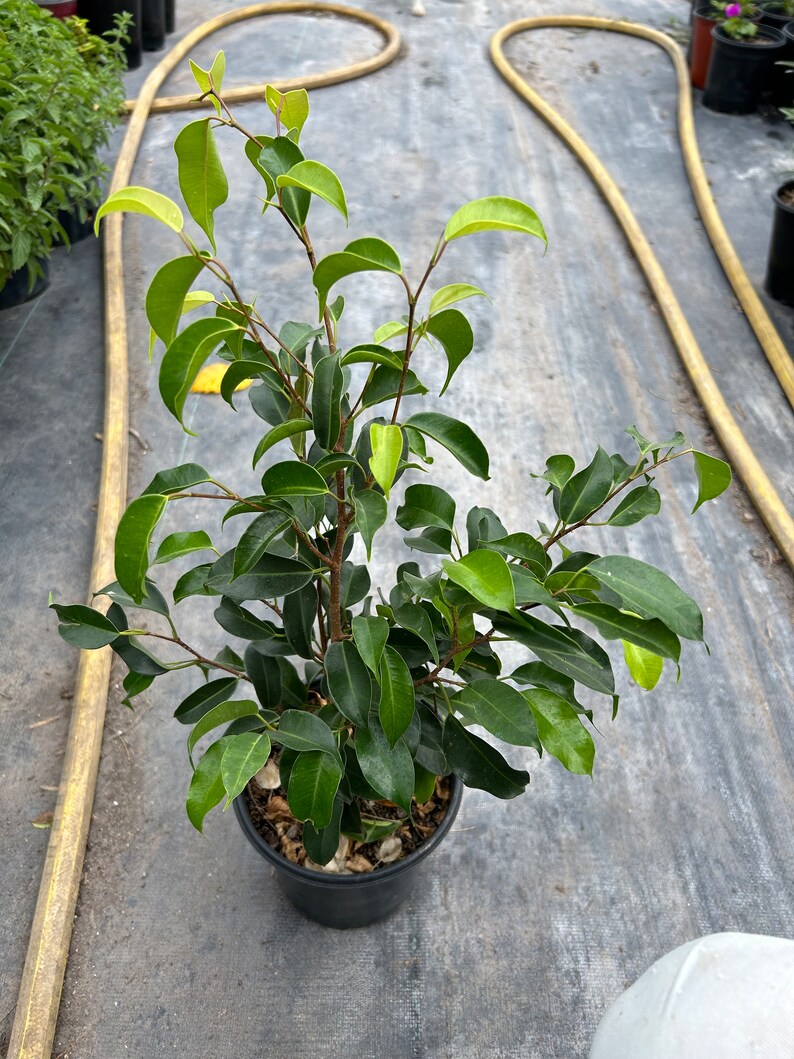 Ficus Benjamina & Midnight Weeping Ficus - Etsy