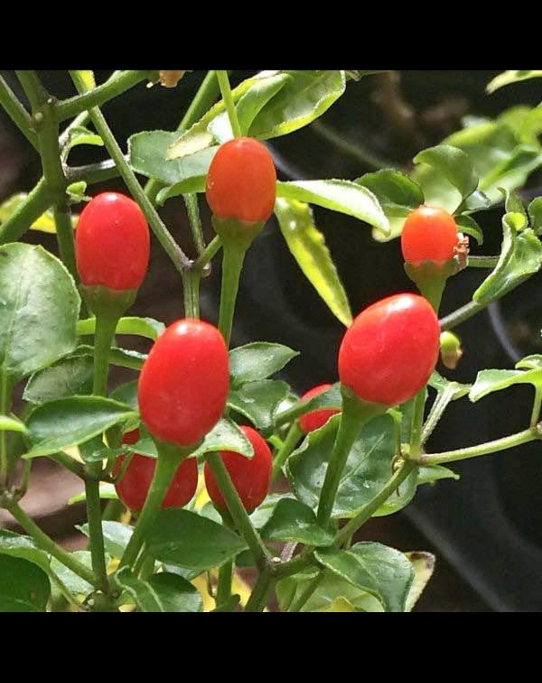 Chile De Monte/ Tepin - Etsy