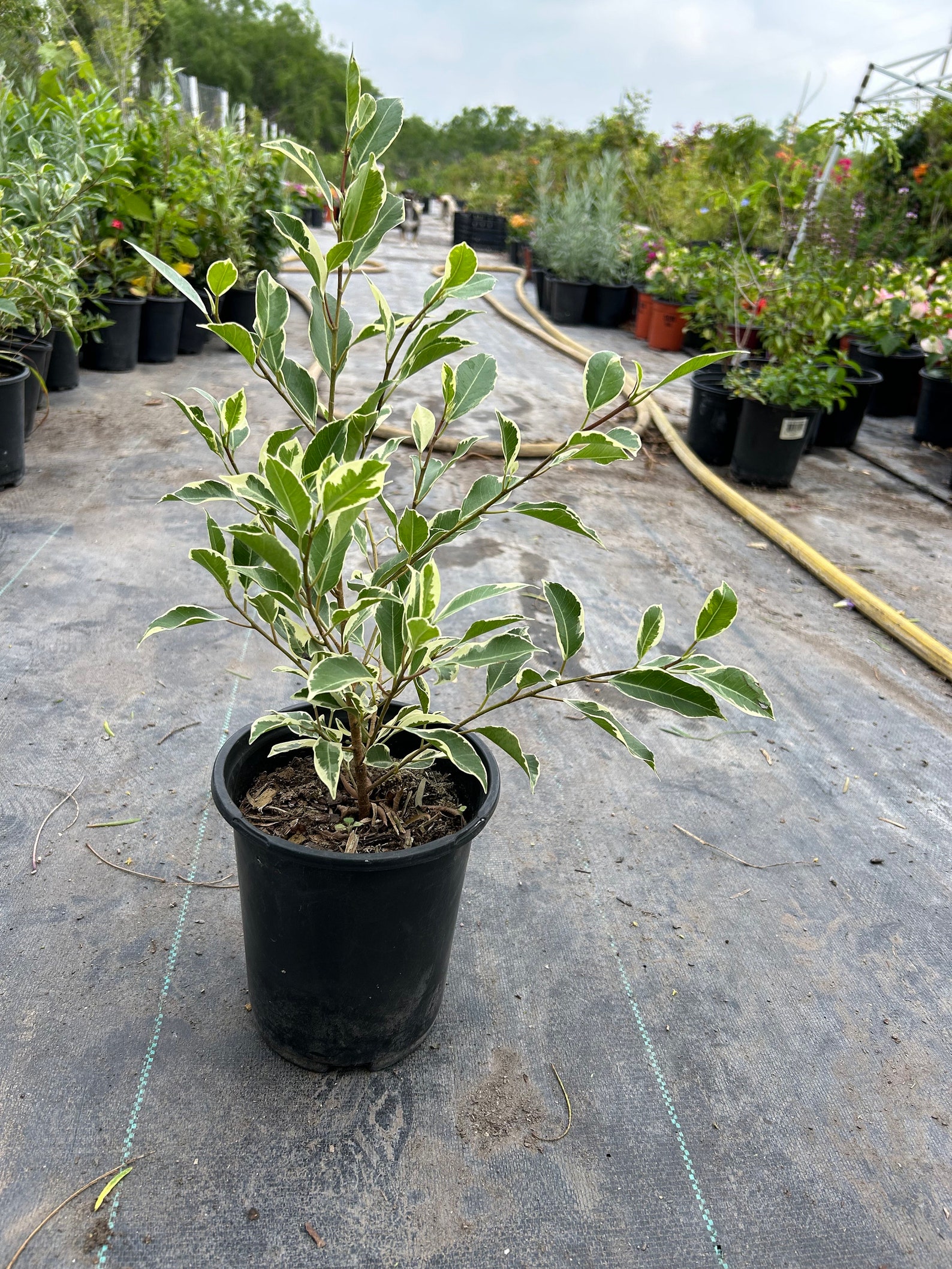 Ficus Benjamina & Midnight Weeping Ficus - Etsy