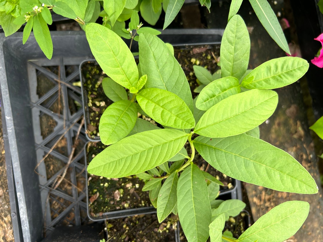 Pear Shaped Guava - Etsy